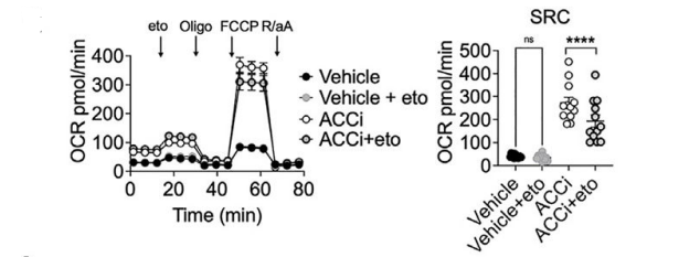 Etomoxir ((R)-(+)-Etomoxir) | CPT1a Inhibitor | MedChemExpress