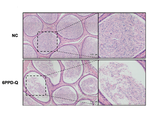 6PPD-Q (6PPD-Quinone) | CNR2 Receptor Agonist | MedChemExpress