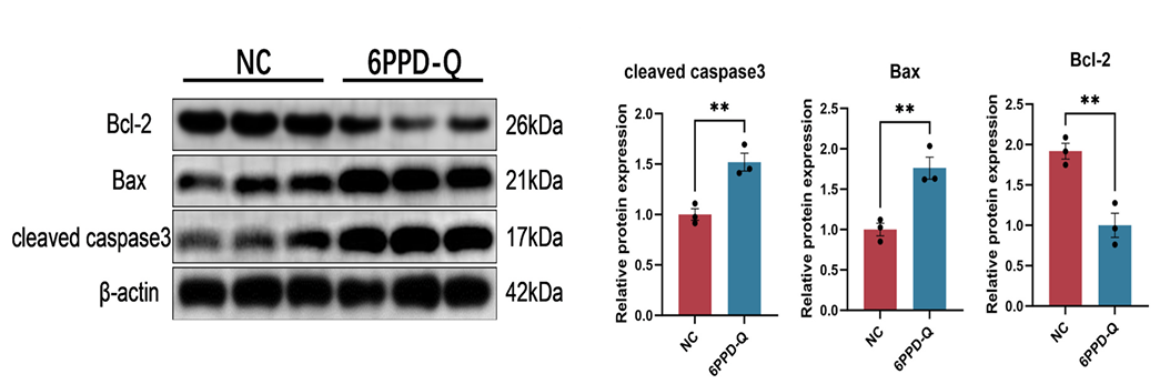 6PPD-Q (6PPD-Quinone) | CNR2 Receptor Agonist | MedChemExpress