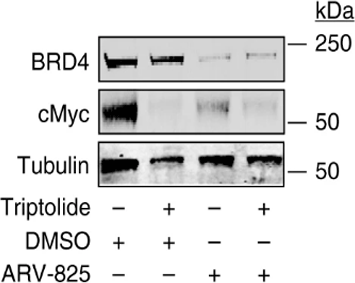 ARV-825 | BRD4 PROTAC Degrader | MedChemExpress