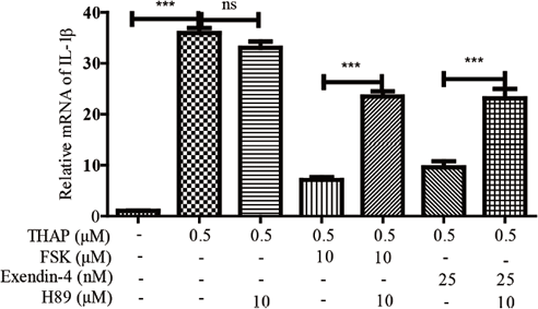 Exendin-4 (Exenatide) | GLP-1R Agonist | MedChemExpress