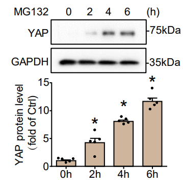 MG-132 (MG132) | Proteasome Inhibitor | MedChemExpress