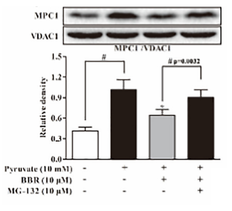 MG-132 (MG132) | Proteasome Inhibitor | MedChemExpress