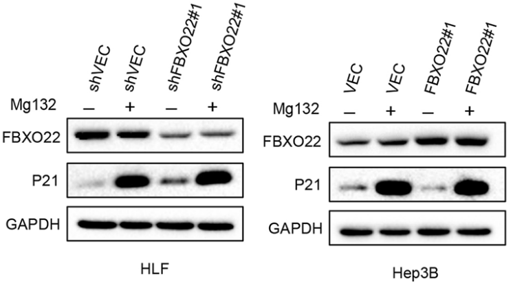 MG-132 (MG132) | Proteasome Inhibitor | MedChemExpress