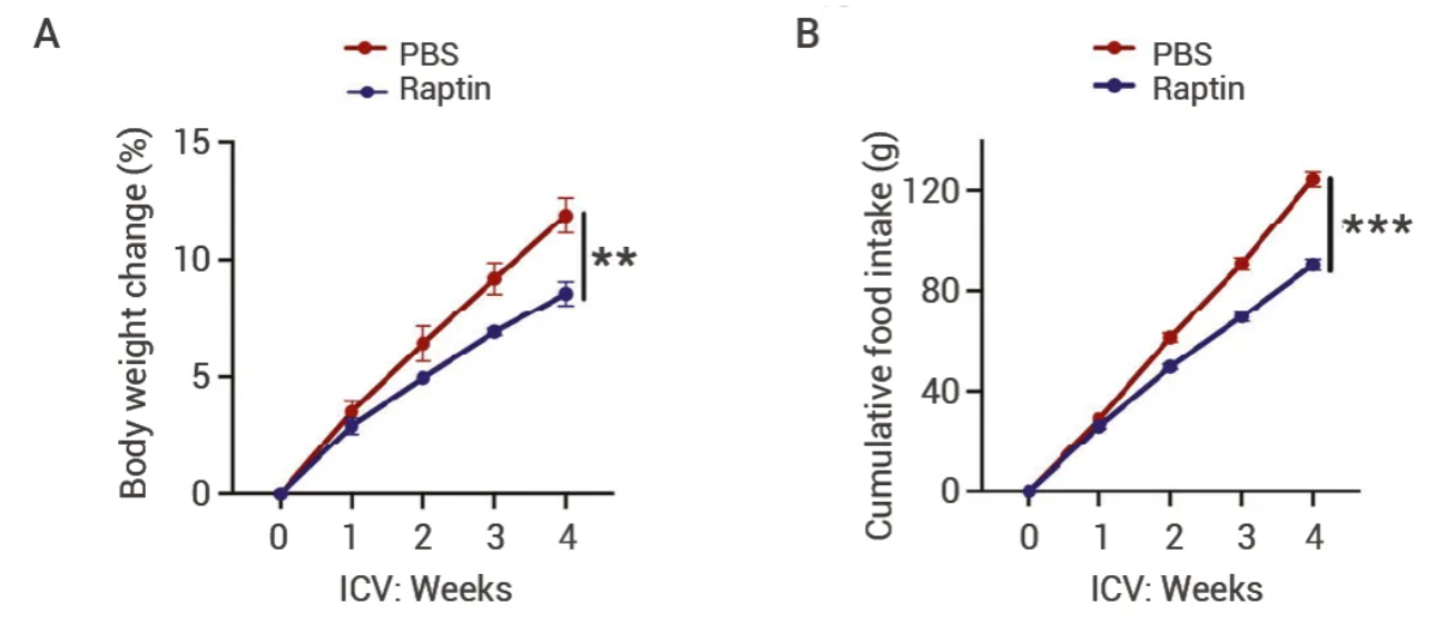 New Sleep-Linked Hormone Raptin May Help Fight Obesity | MedChemExpress