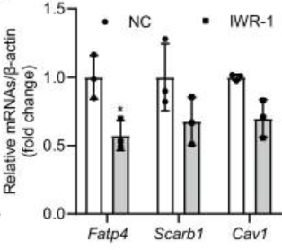 IWR-1 (endo-IWR 1) | Wnt Signaling Inhibitor | MedChemExpress