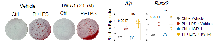 IWR-1 (endo-IWR 1) | Wnt Signaling Inhibitor | MedChemExpress