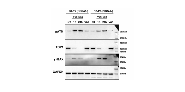 Exatecan (DX-8951) | Topoisomerase I Inhibitor | MedChemExpress