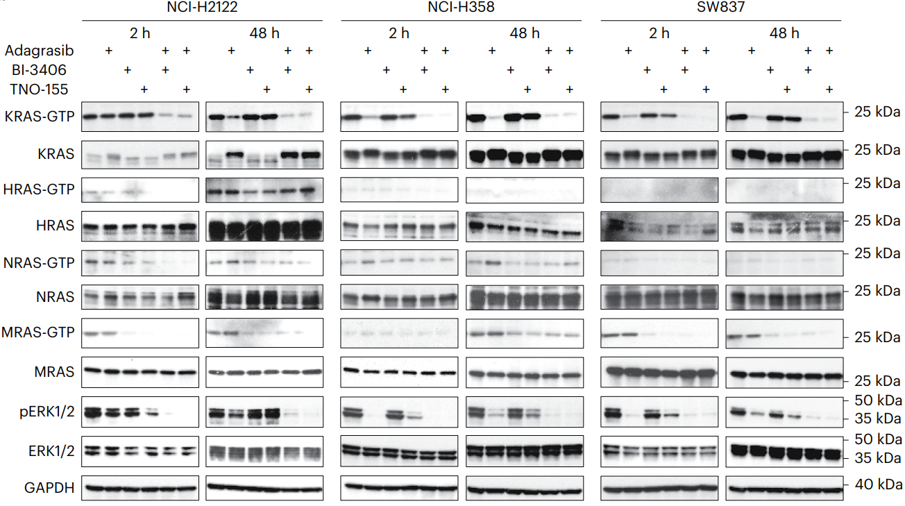 Adagrasib (MRTX849) | KRAS G12C Inhibitor | MedChemExpress