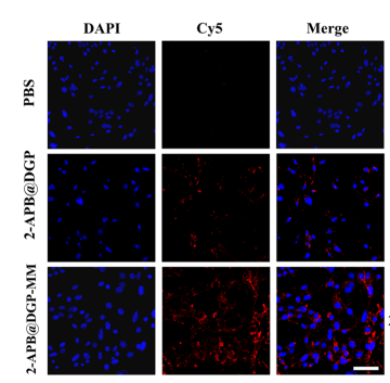 CY5-SE (Cy5 NHS Ester) | Reactive Dye | MedChemExpress
