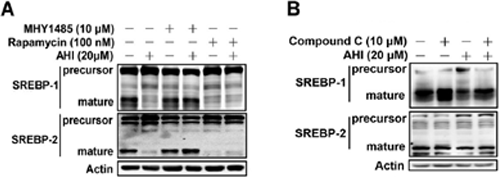 Dorsomorphin (Compound C) | AMPK Inhibitor | MedChemExpress