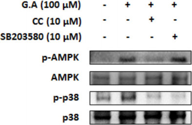 Dorsomorphin (Compound C) | AMPK Inhibitor | MedChemExpress