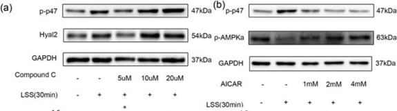 Dorsomorphin (Compound C) | AMPK Inhibitor | MedChemExpress