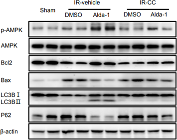Dorsomorphin (Compound C) | AMPK Inhibitor | MedChemExpress