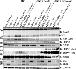 Emricasan (PF 03491390) | pan-Caspase Inhibitor | MedChemExpress