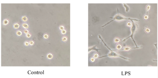 Lipopolysaccharides, from E. coli O111:B4 (LPS, from Escherichia coli ...