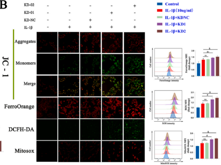 MitoSOX Red | Mitochondrial ROS Indicator | MedChemExpress