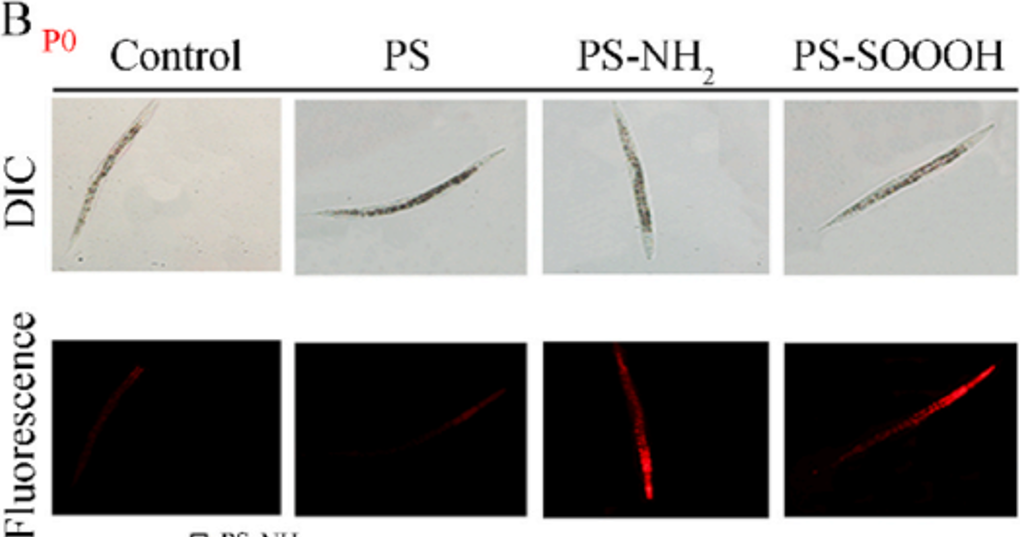MitoSOX Red | Mitochondrial ROS Indicator | MedChemExpress