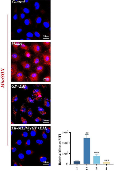 MitoSOX Red | Mitochondrial ROS Indicator | MedChemExpress