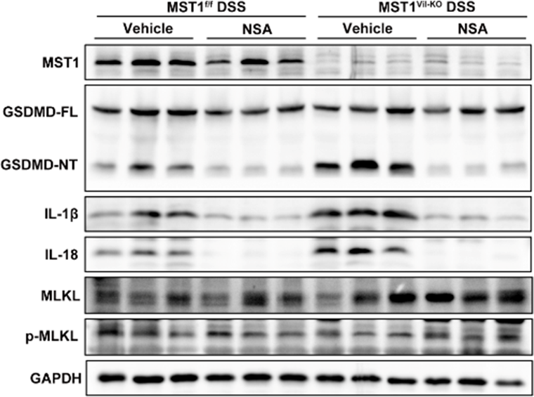 Necrosulfonamide | MLKL/GSDMD Inhibitor | MedChemExpress