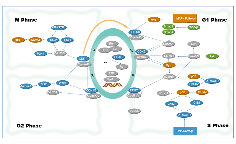 Cell Cycle | DNA Damage | MedChemExpress