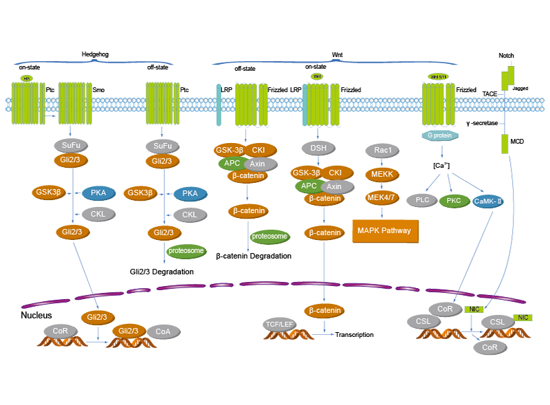 Stem Cell & Wnt/β-catenin Pathway | MedChemExpress