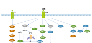 Receptor Tyrosine Kinase Pathway
