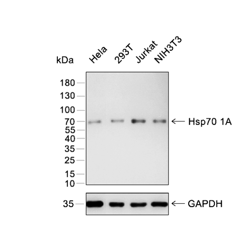Hsp70 1A Antibody (YA727) | MedChemExpress