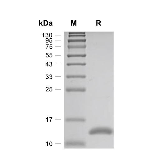 Leptin Protein, Human | MedChemExpress