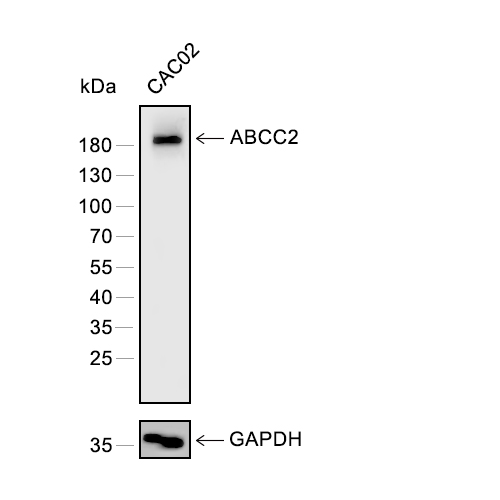 MRP2 Antibody | MedChemExpress